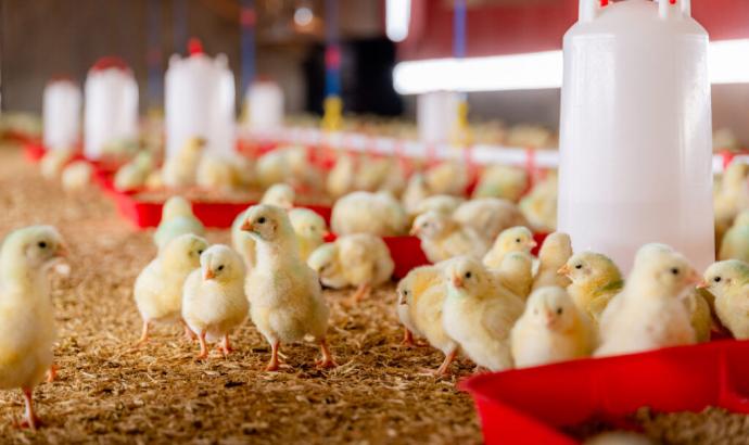 Roots Poultry Abattoir in the process of increasing its slaughtering ...