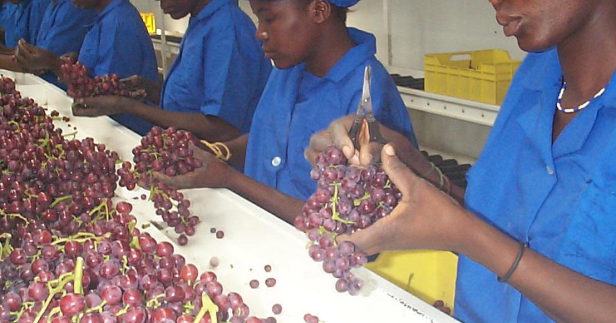 #BusinessToday | Namibia grape industry employs nearly 10 000 seasonal ...