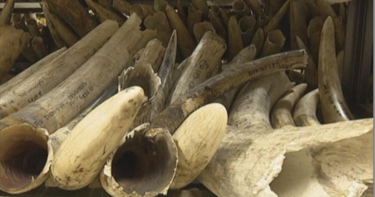 Namibia defies calls to burn its ivory and rhino horn stockpiles | nbc