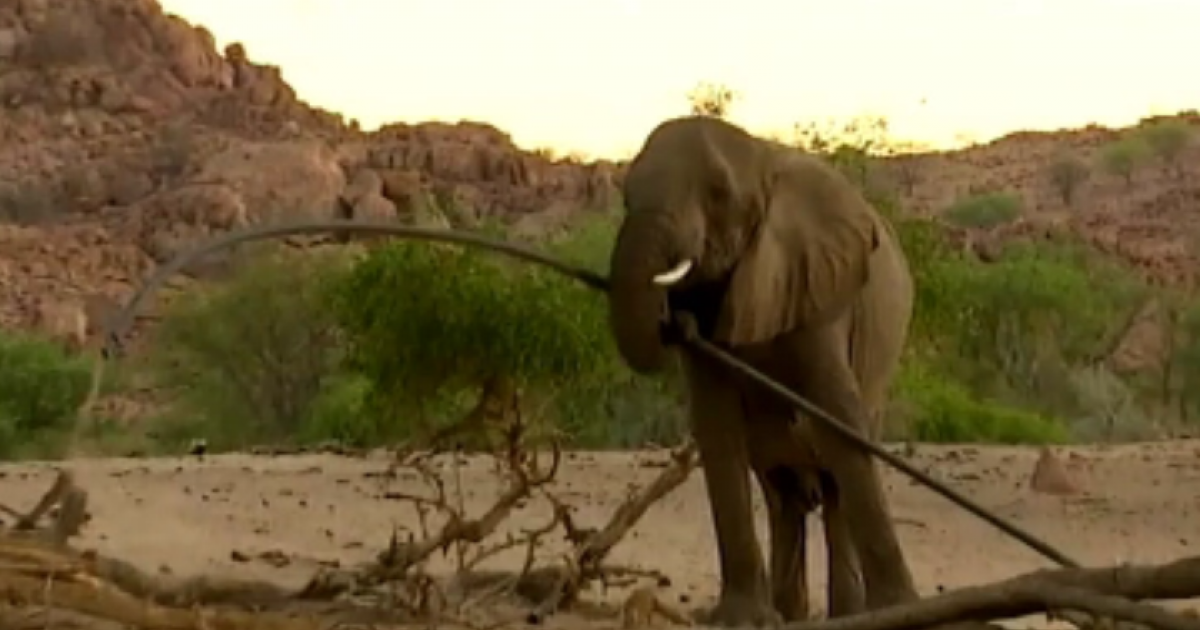 Omatjete residents plan protest over aggressive elephants | nbc