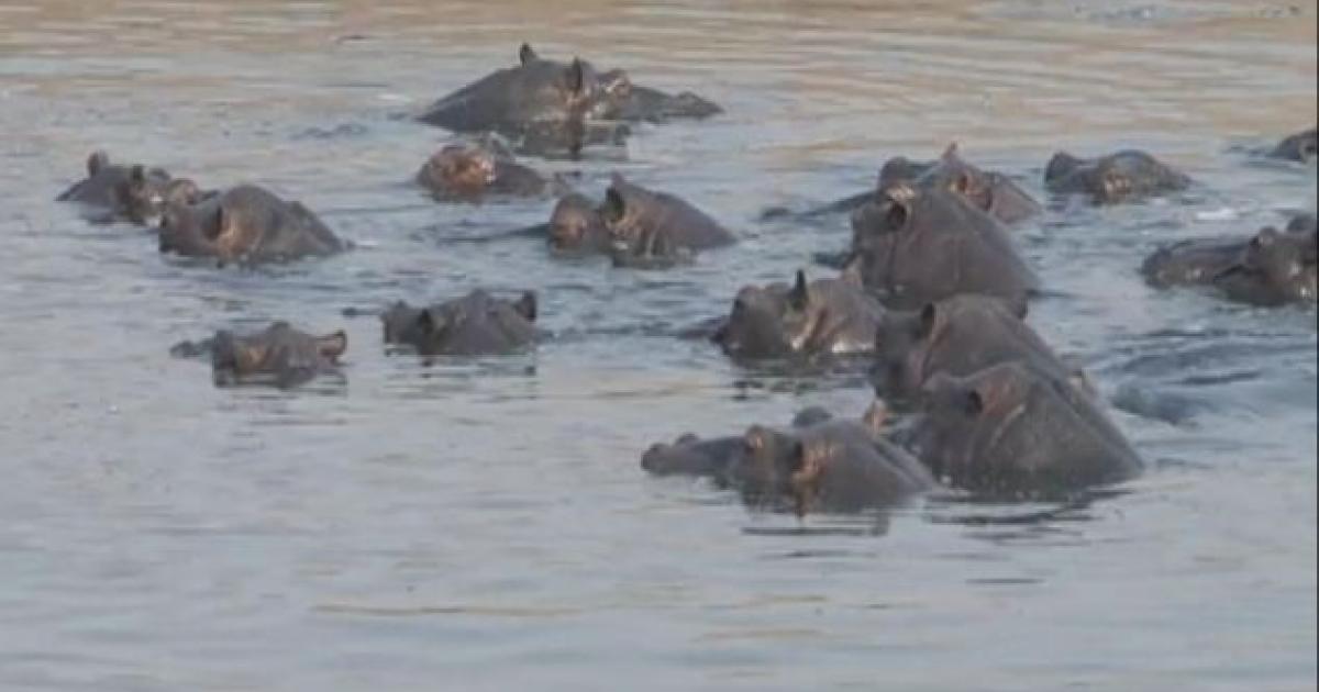 Environment Ministry doing all it can to rescue stranded Hippos in the ...