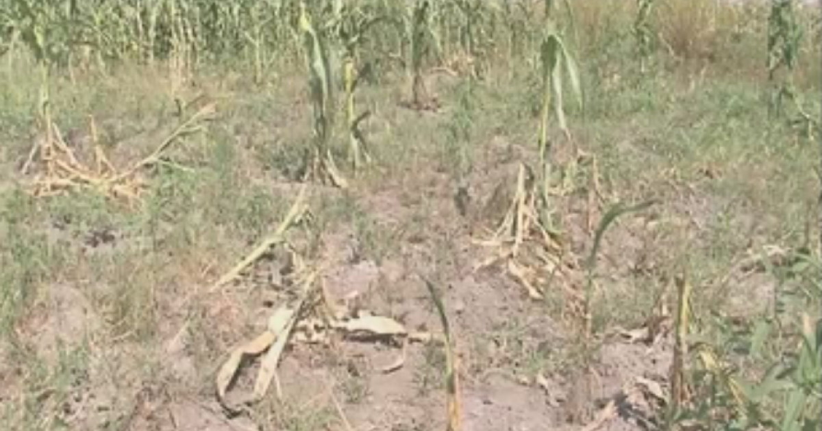 Wild animals destroy crops in Zambezi | nbc