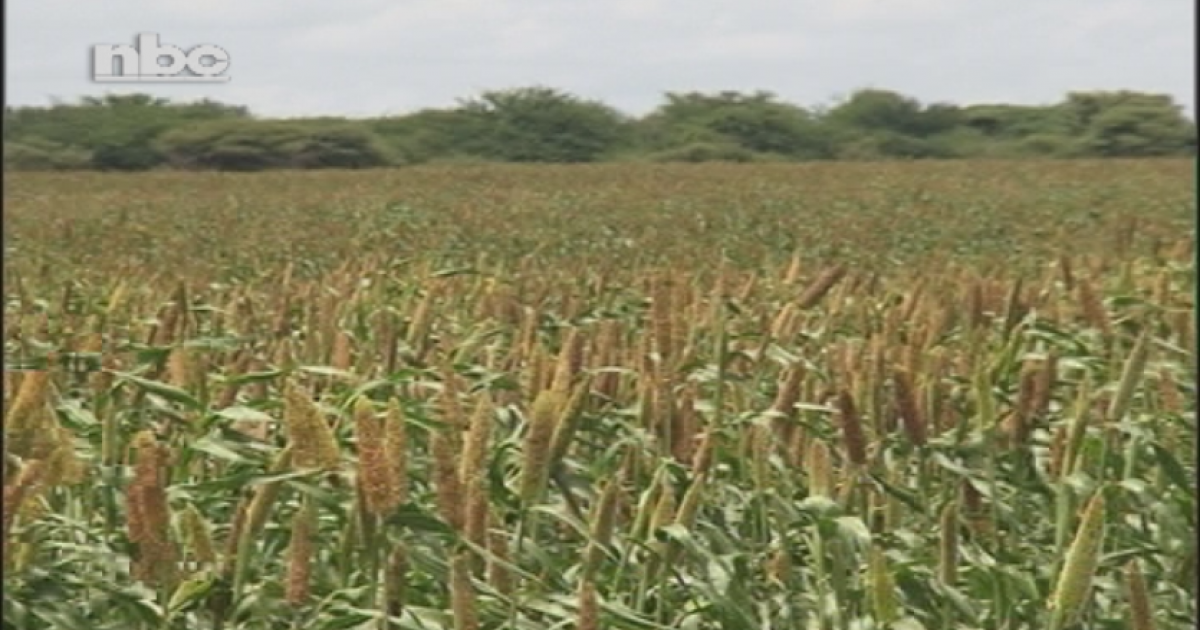 Agronomic Board says mahangu production poorer than previous years | nbc