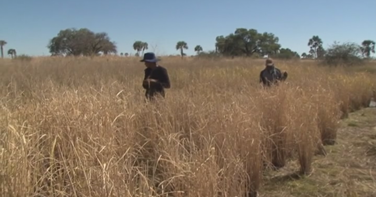 Kalimbeza Green Scheme Rice project continues despite challenges | nbc