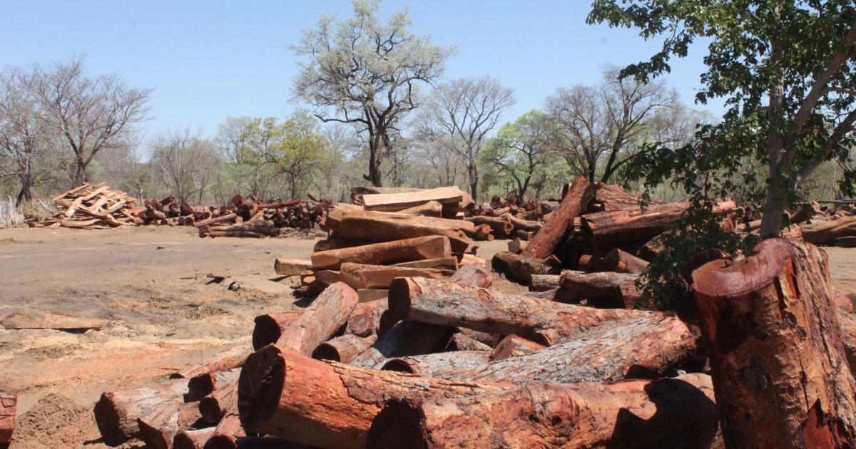 Most timber exported at Walvis Bay not from Namibian forests | nbc