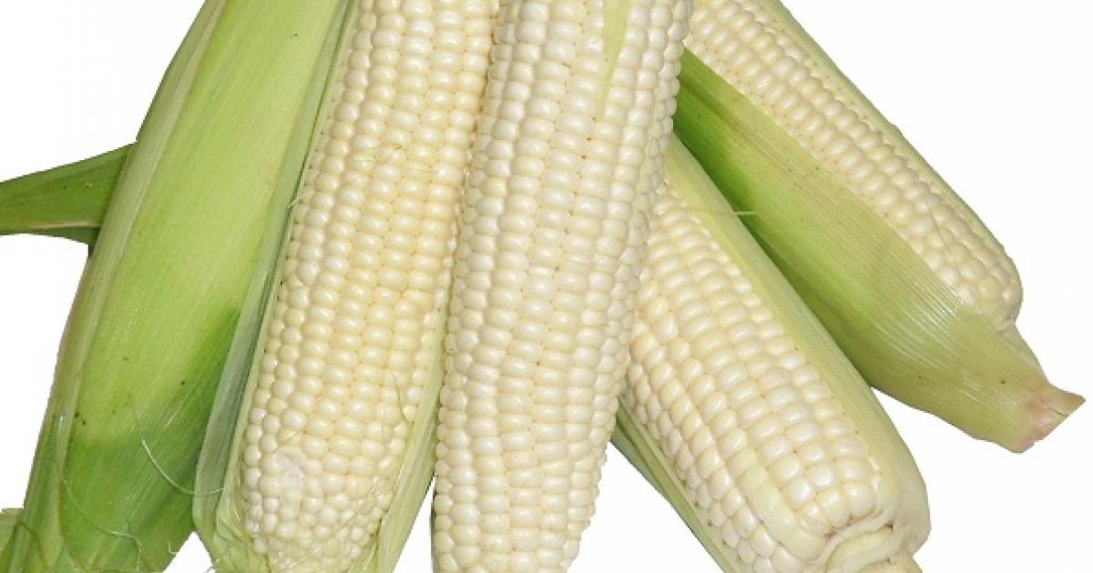 Namibia expected to import between 140 to 150 000 tonnes of white maize ...