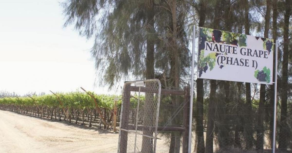 Naute Dam Irrigation Farm expects bumper table-grape harvest given ...