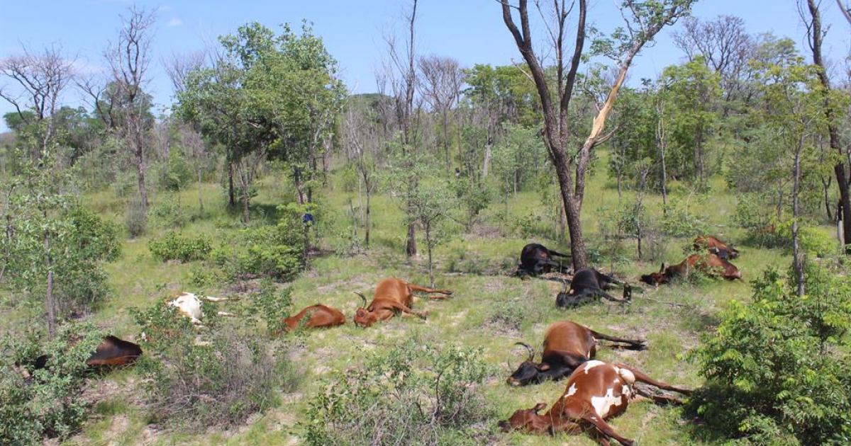 Lightning strike ten cattle at Shaditata Village | nbc