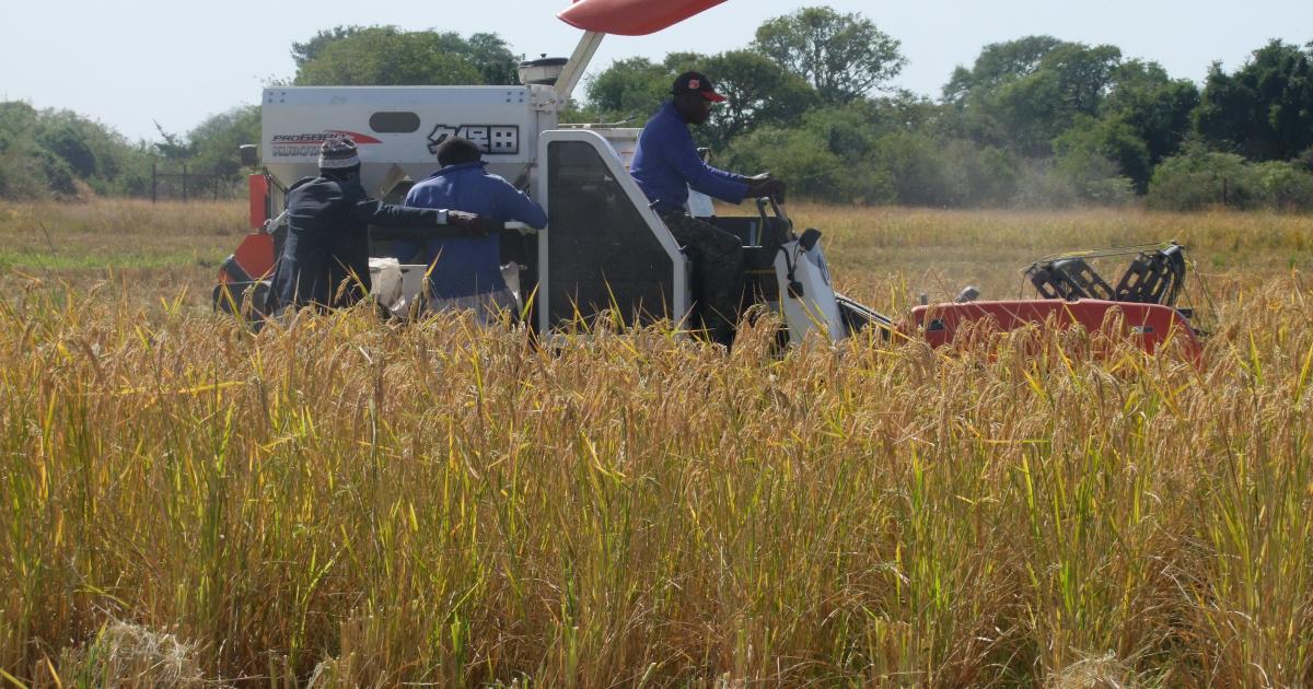 Kalimbeza Rice Project in Zambezi remains dormant due to a lack of ...
