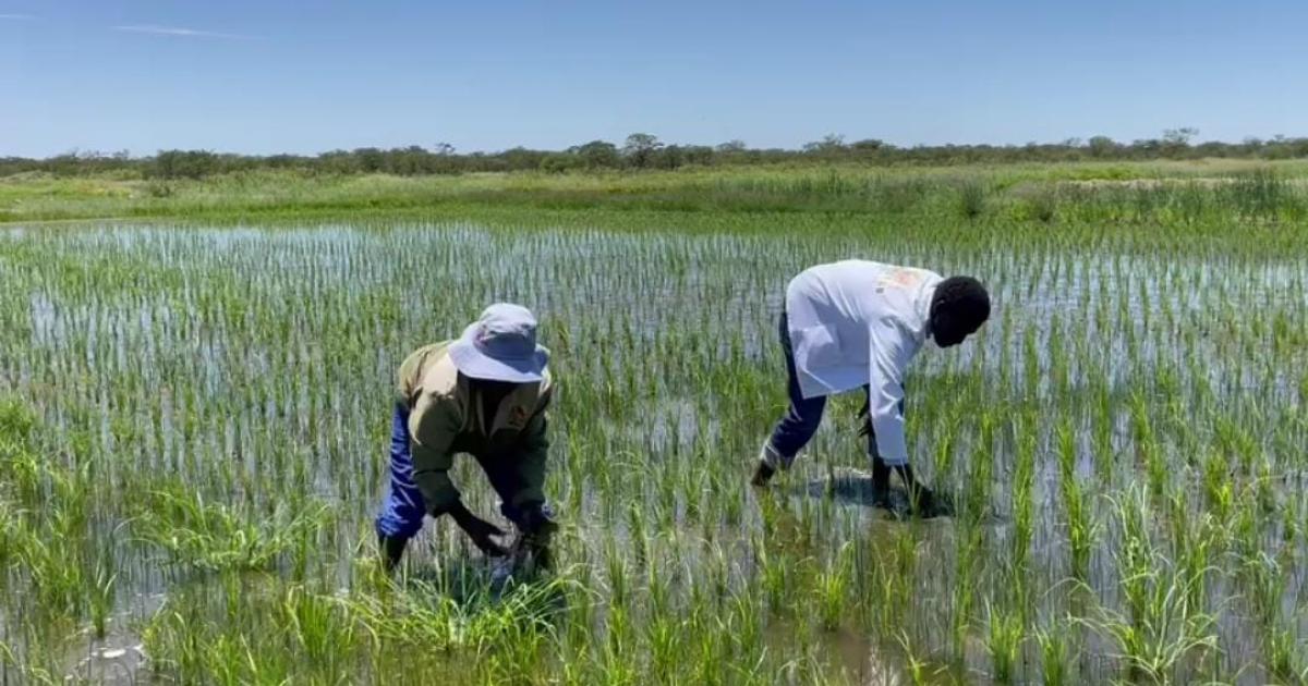 Ogongo Agricultural Campus expands fish and rice farming production | nbc