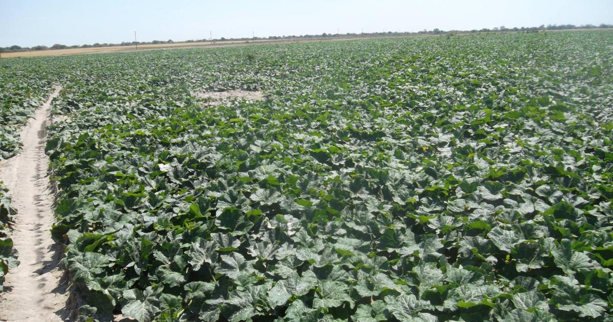 Namibia's green schemes can be more competitive if the country finds ...