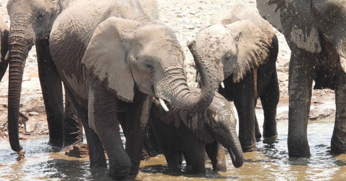 Elephants destroy crop fields in Zambezi Region | nbc