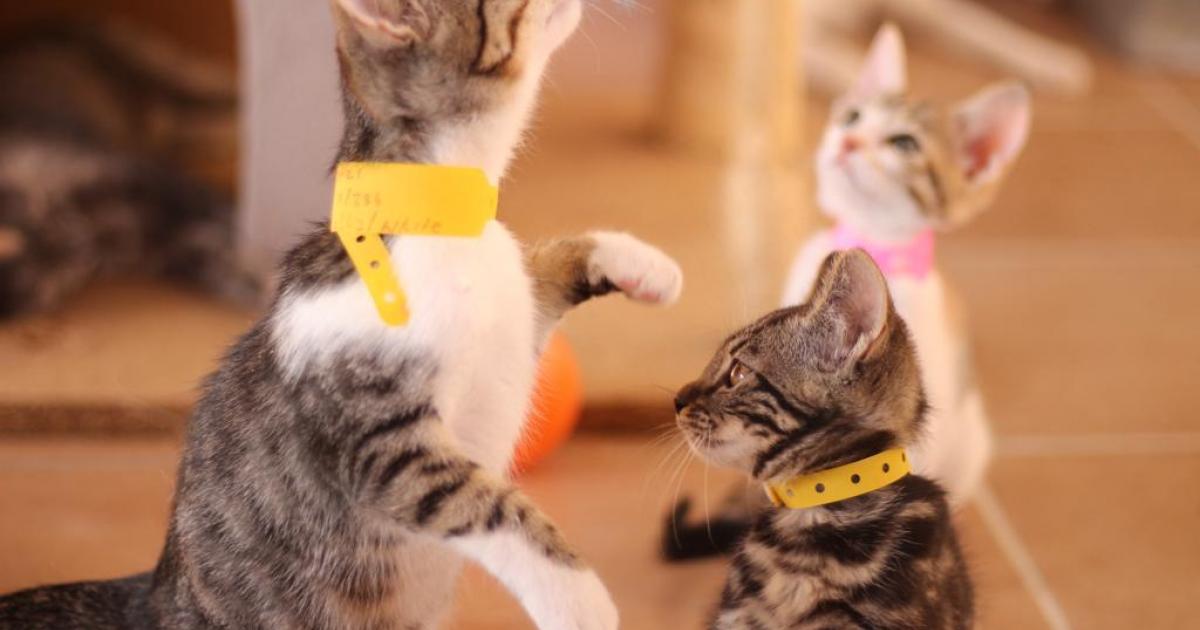 SPCA a beacon of hope for animals | nbc